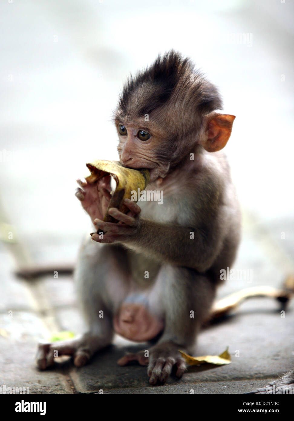 Small monkey banana animal hi-res stock photography and images - Alamy