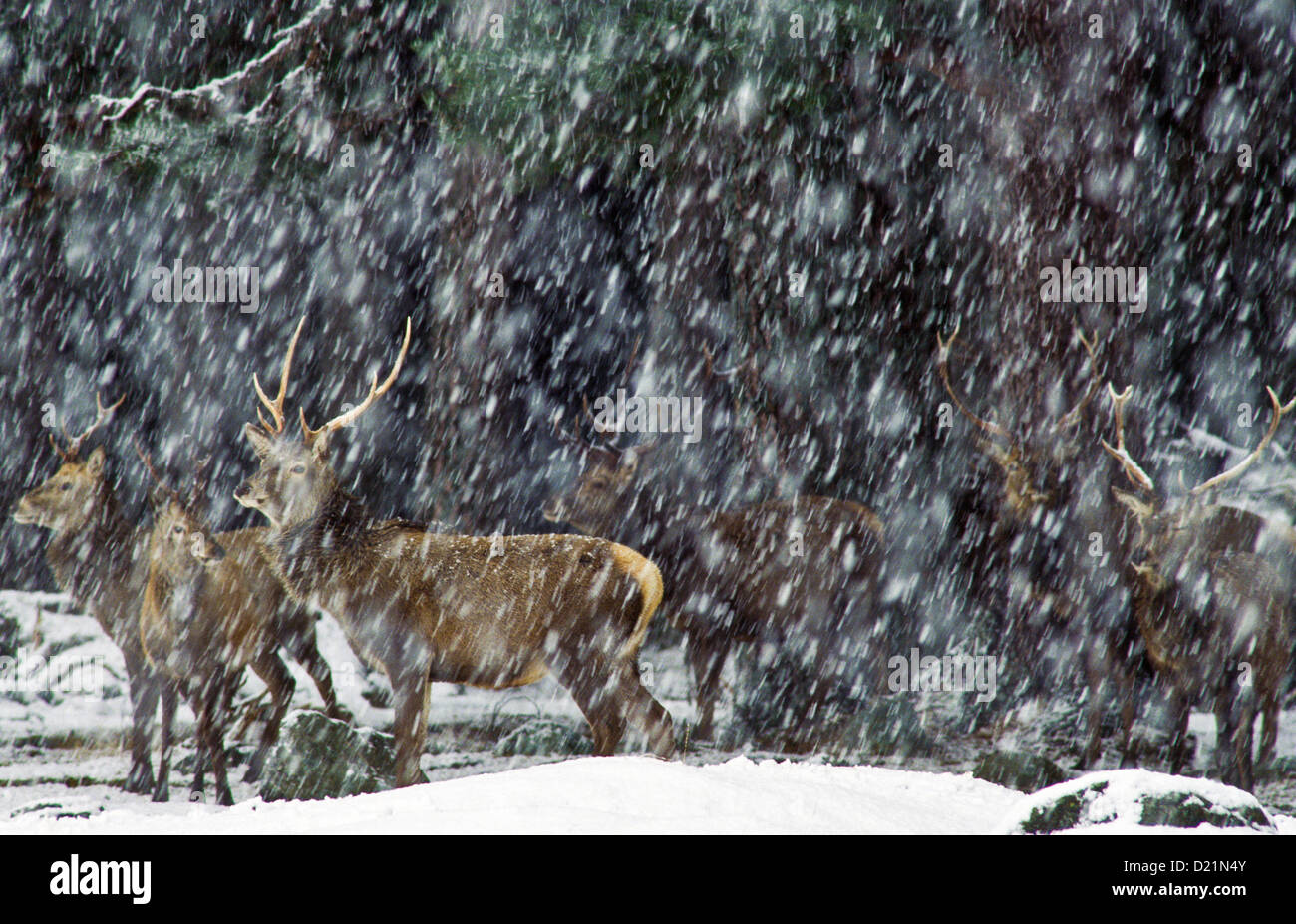RED DEER [ CERVUS ELAPHUS] SHELTER IN CALEDONIAN PINES DURING A SEVERE ...