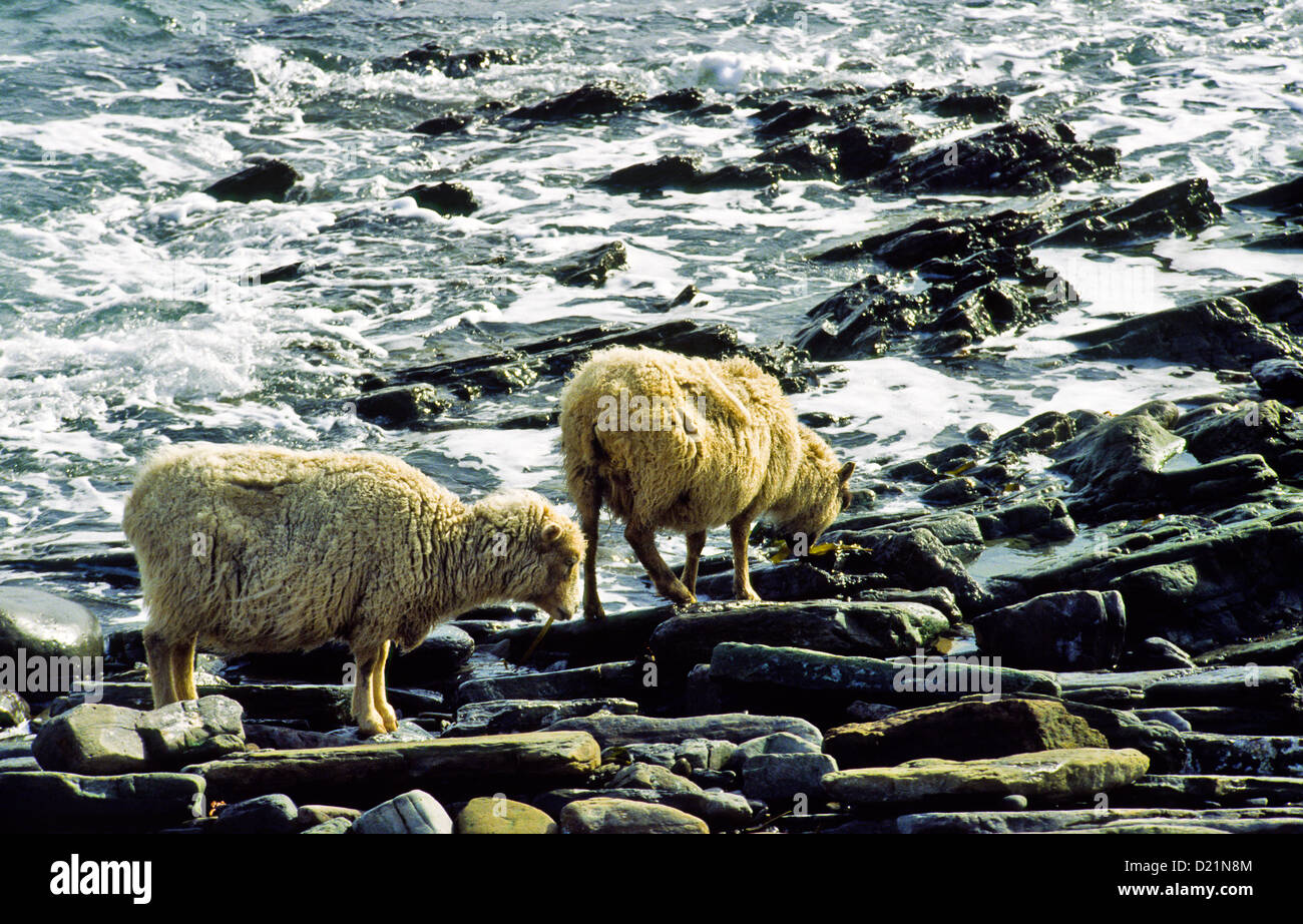 Orkney sheep seaweed hi-res stock photography and images - Alamy