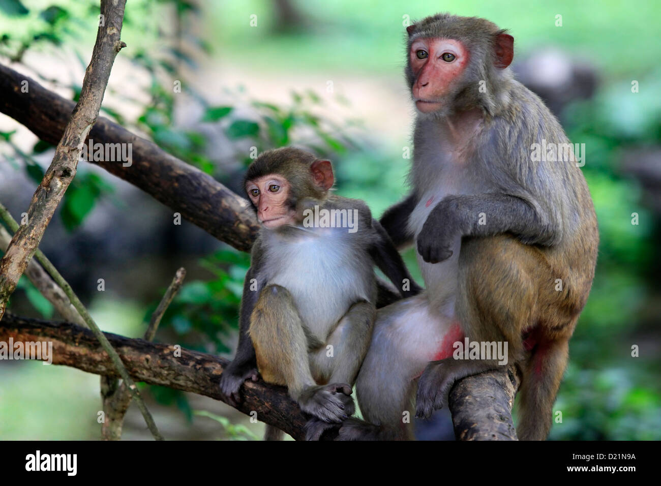 Monkeys. Park of monkeys in China Stock Photo - Alamy