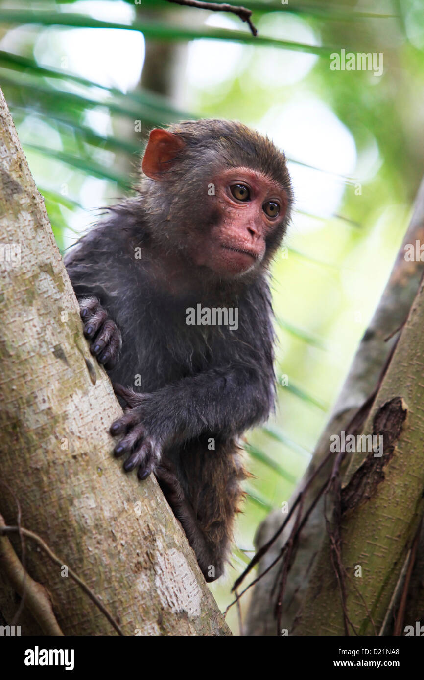 Portrait of the sad monkey. Park of monkeys in China Stock Photo - Alamy
