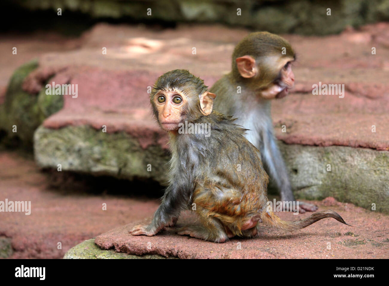 Two small monkeys. Park of monkeys in China Stock Photo - Alamy