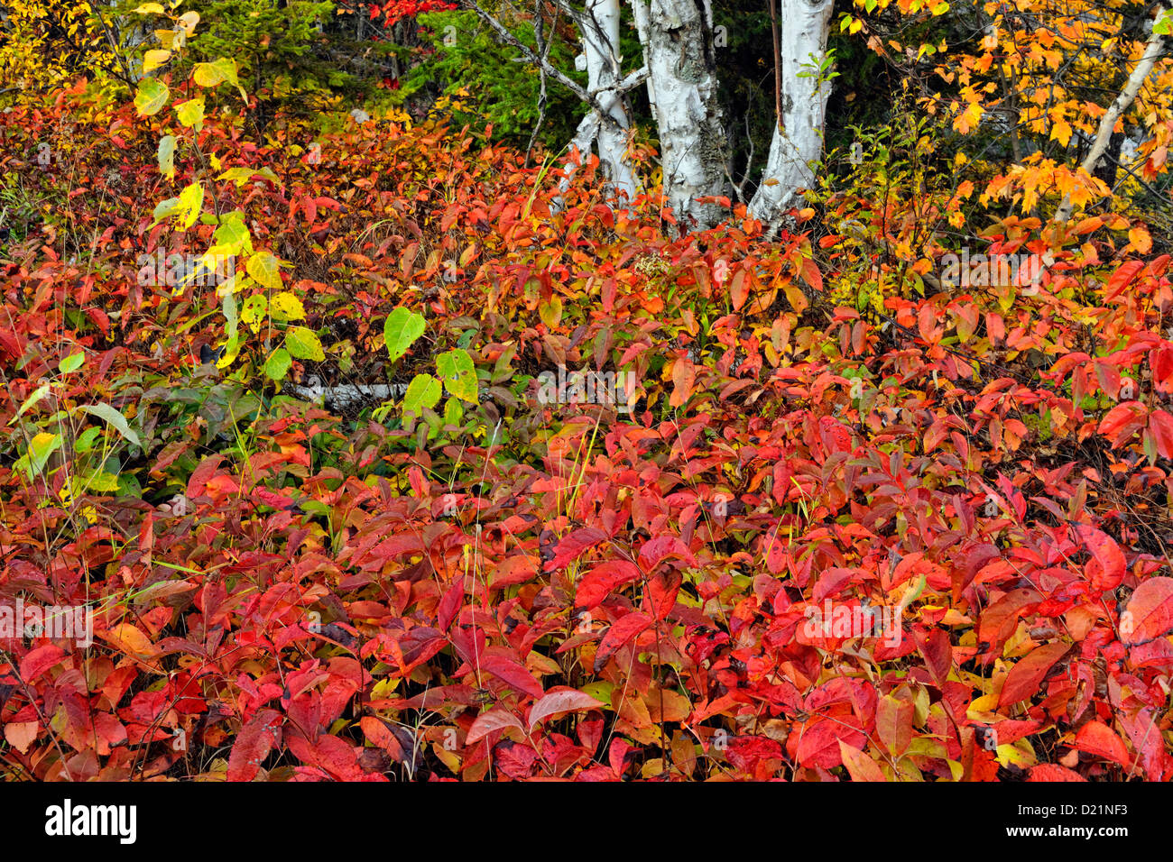 Bush honeysuckle (Diervilla lonicera) Autumn foliage, Greater Sudbury ...