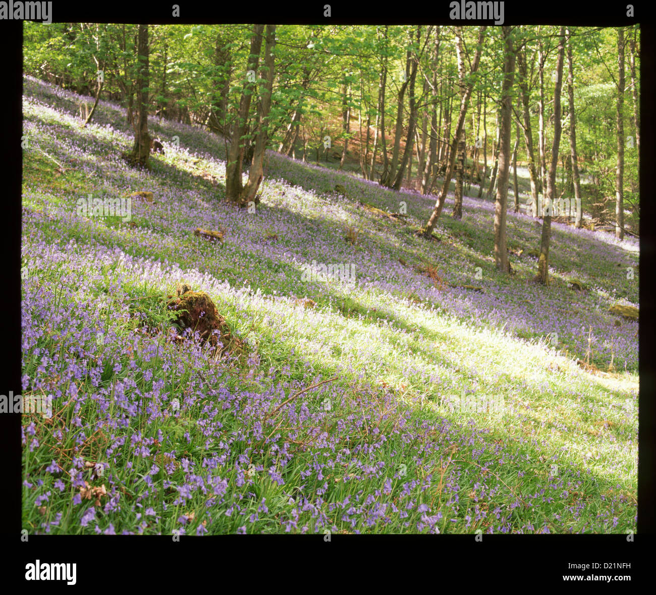 Purple flowers in the field hi-res stock photography and images - Alamy