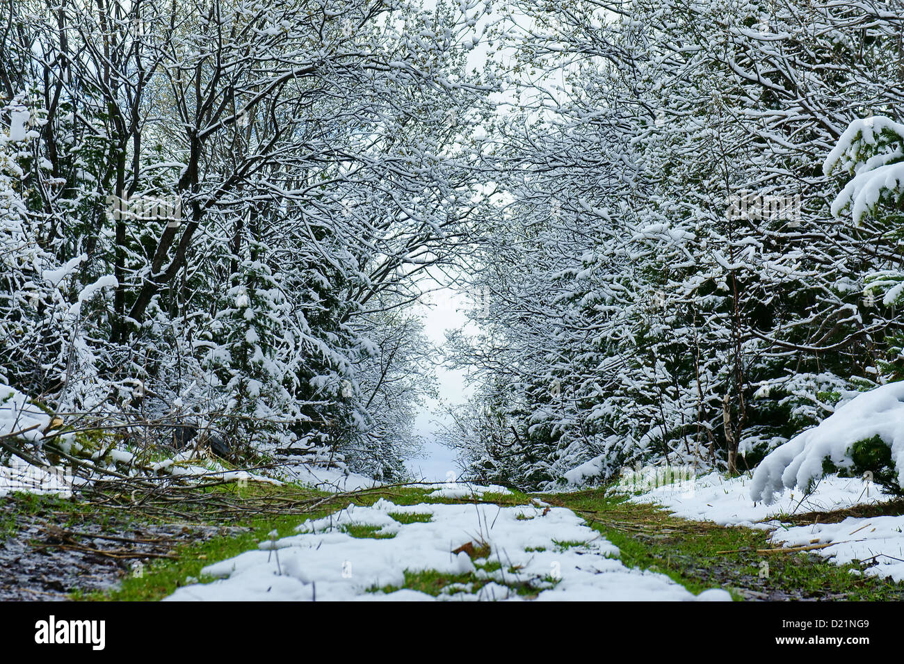 Spruce trees snow hi-res stock photography and images - Alamy