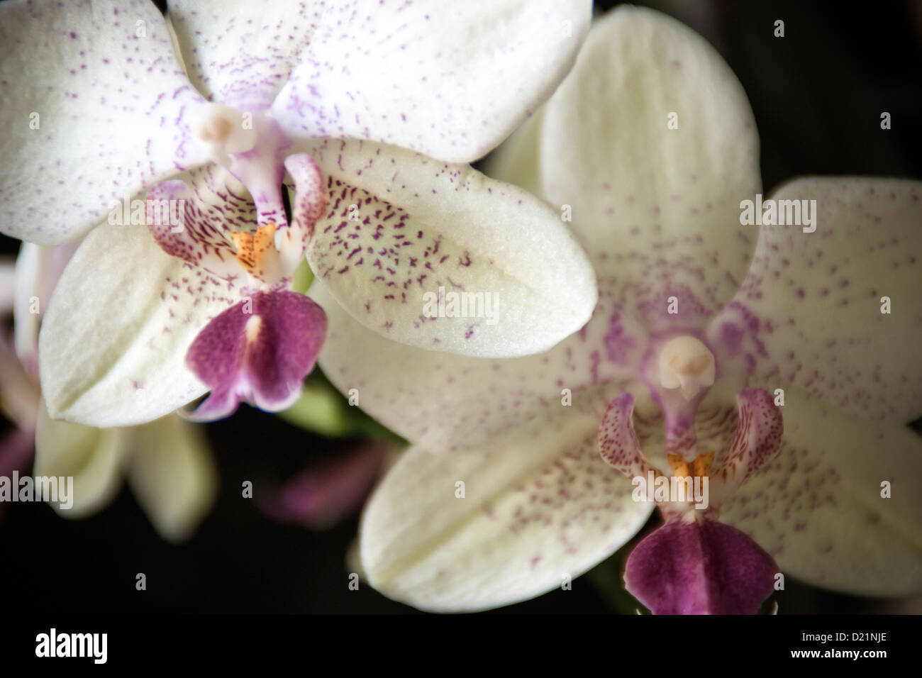White orchid close-up. Milan, Italy Stock Photo - Alamy