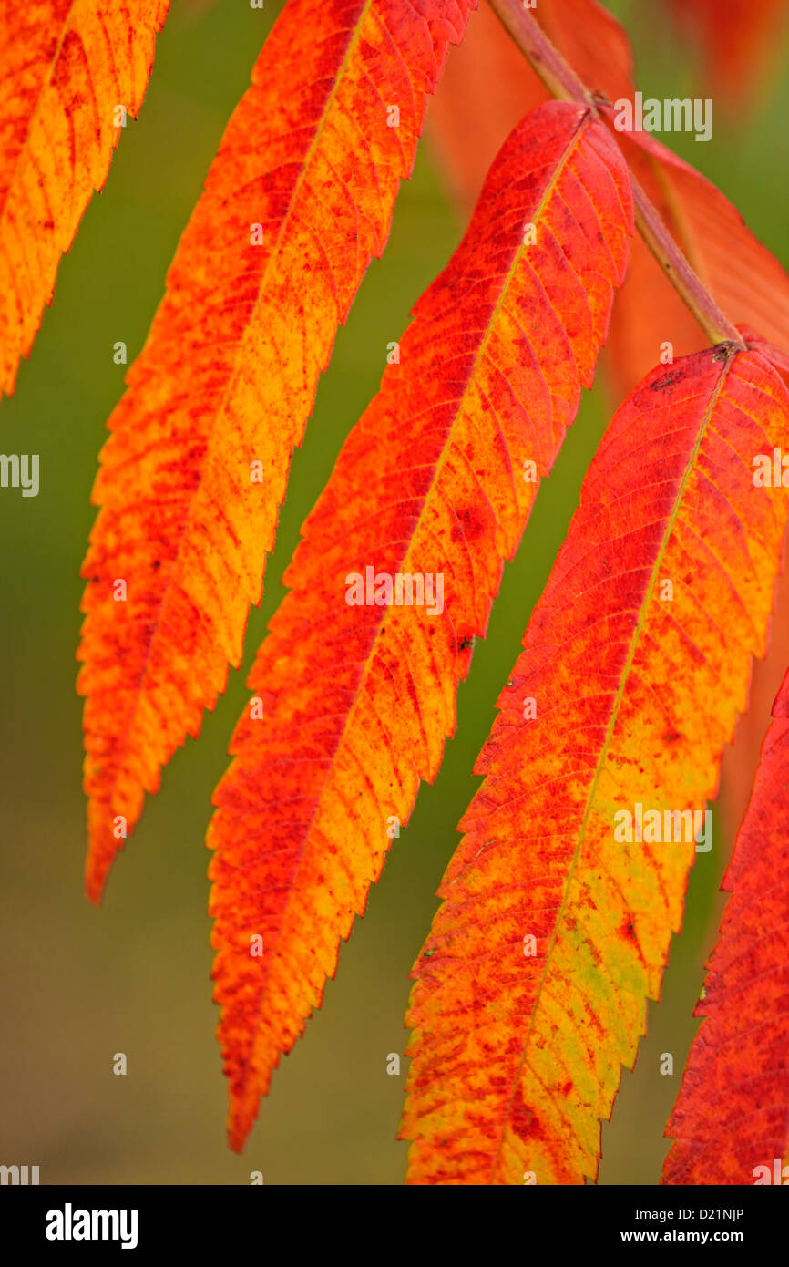 Staghorn sumac (Rhus typhina) Autumn leaves, Greater Sudbury, Ontario ...
