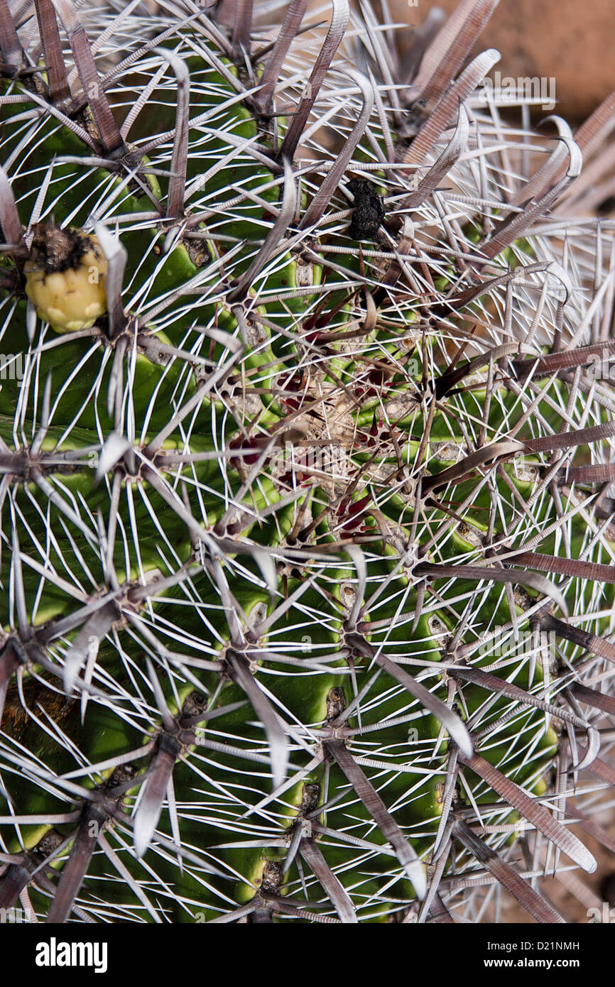 Close up of globe shaped cactus with long thorns Stock Photo - Alamy