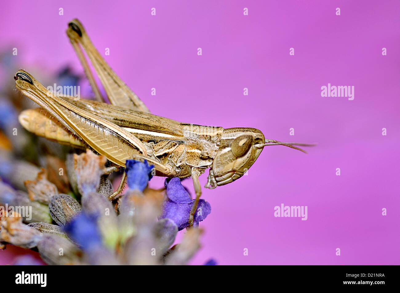 Macro of Locust on lavender flower seen of profile on pink background ...