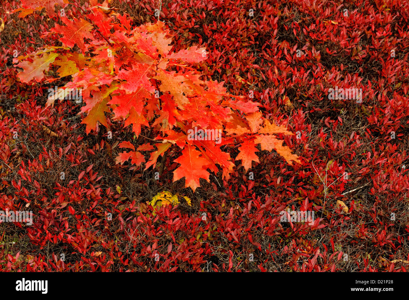 Northern red oak (Quercus rubra) Autumn foliage in a sapling, Greater ...