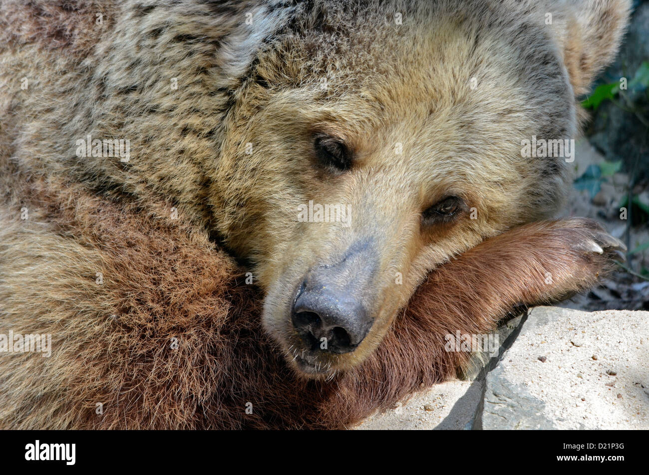 Portrait of front of a Grizzly bear (Ursus arctos horribilis), sleeping the head on paw Stock ...