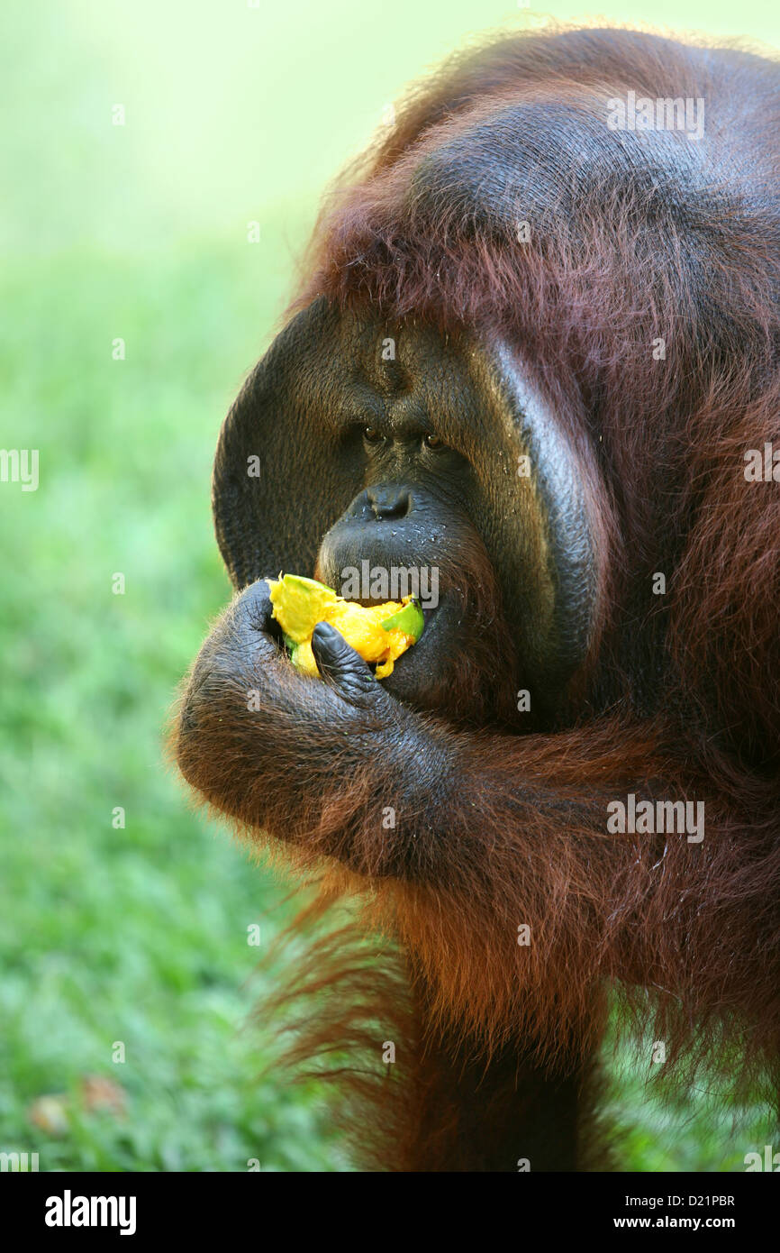 The orangutan eats a mango Stock Photo - Alamy