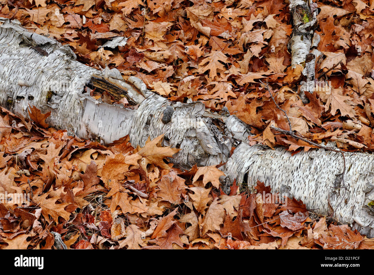 Northern red oak (Quercus rubra) Fallen autumn leaves with downed white ...