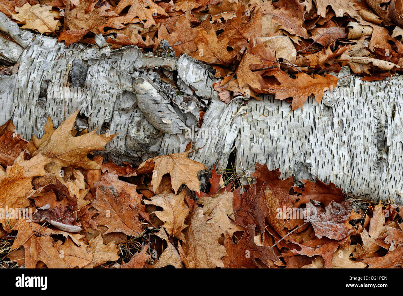 Quercus rubra fall color hi-res stock photography and images - Alamy
