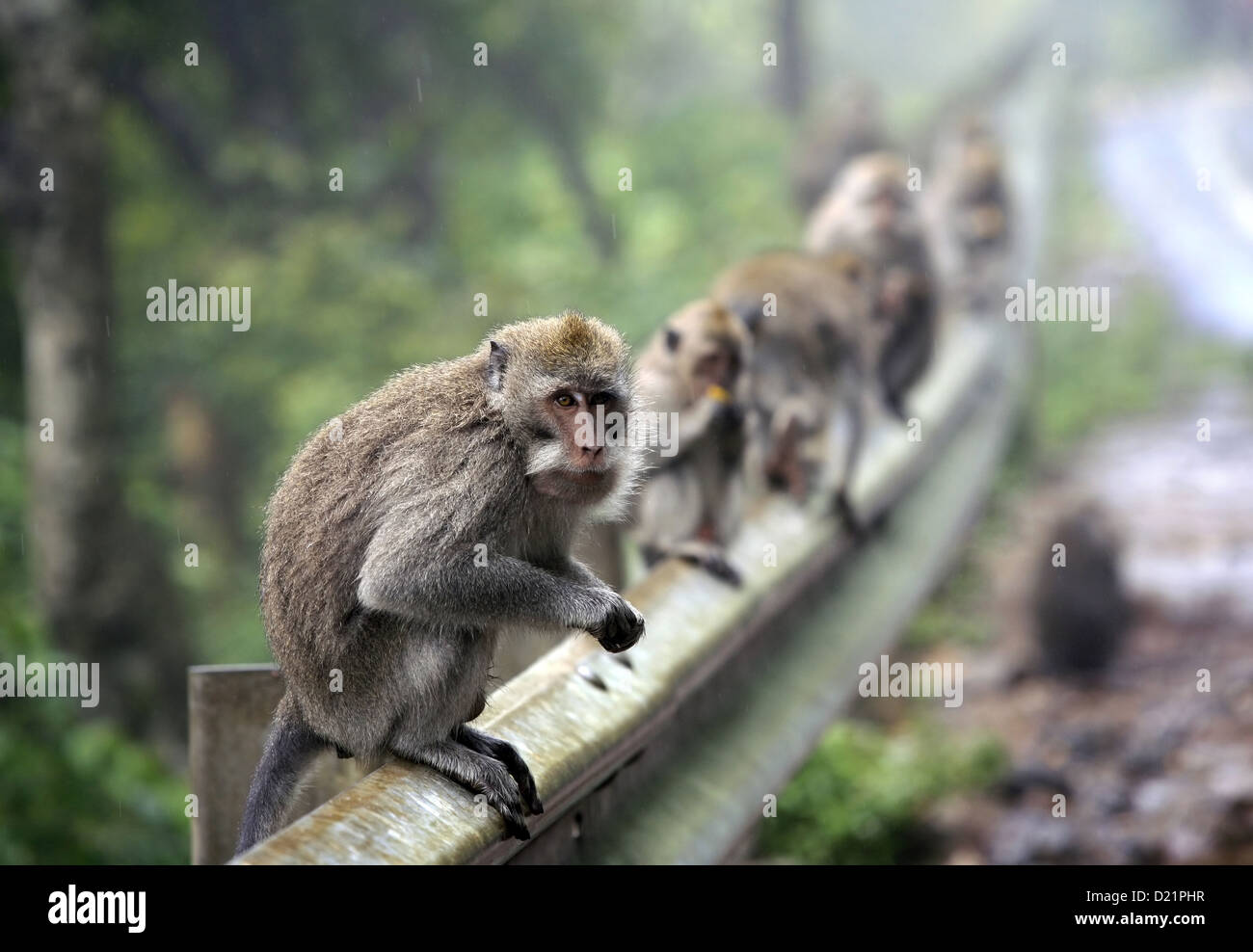 Family of monkeys. Bali. Indonesia Stock Photo - Alamy