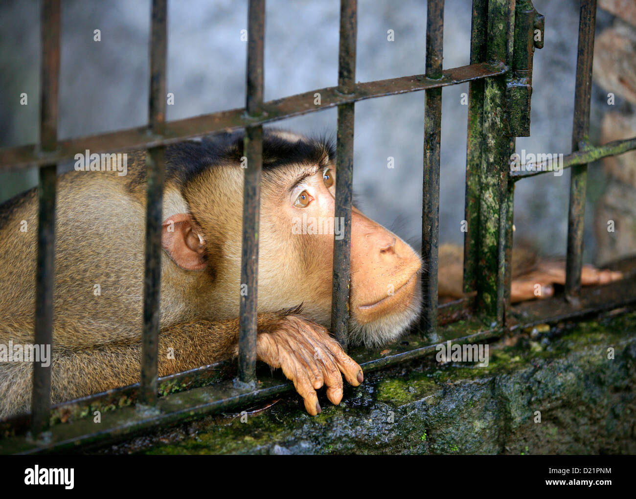 Monkey looking out through the cage. Bali. Indonesia Stock Photo - Alamy