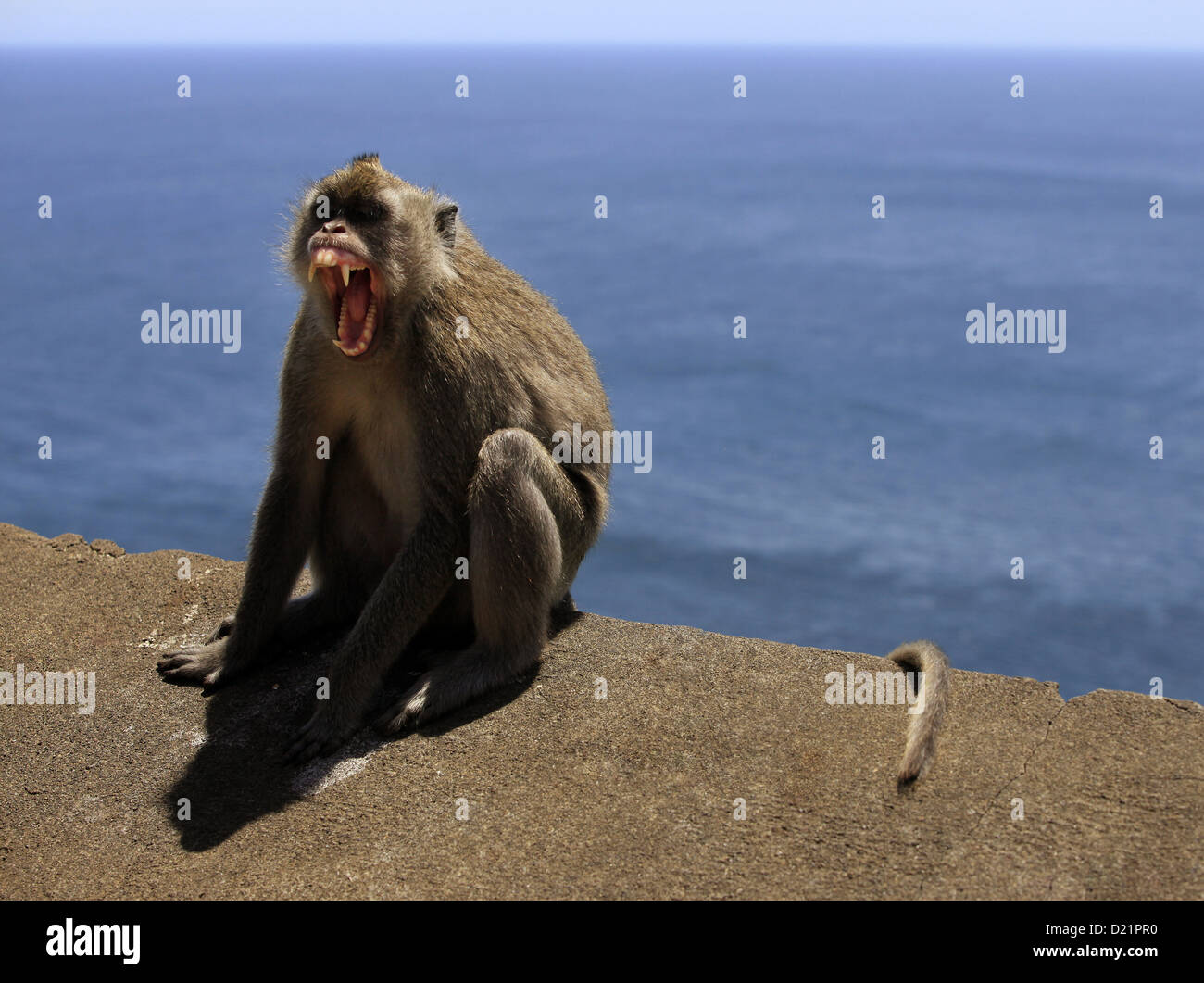 Portrait of the monkey with an aggressive muzzle Stock Photo - Alamy