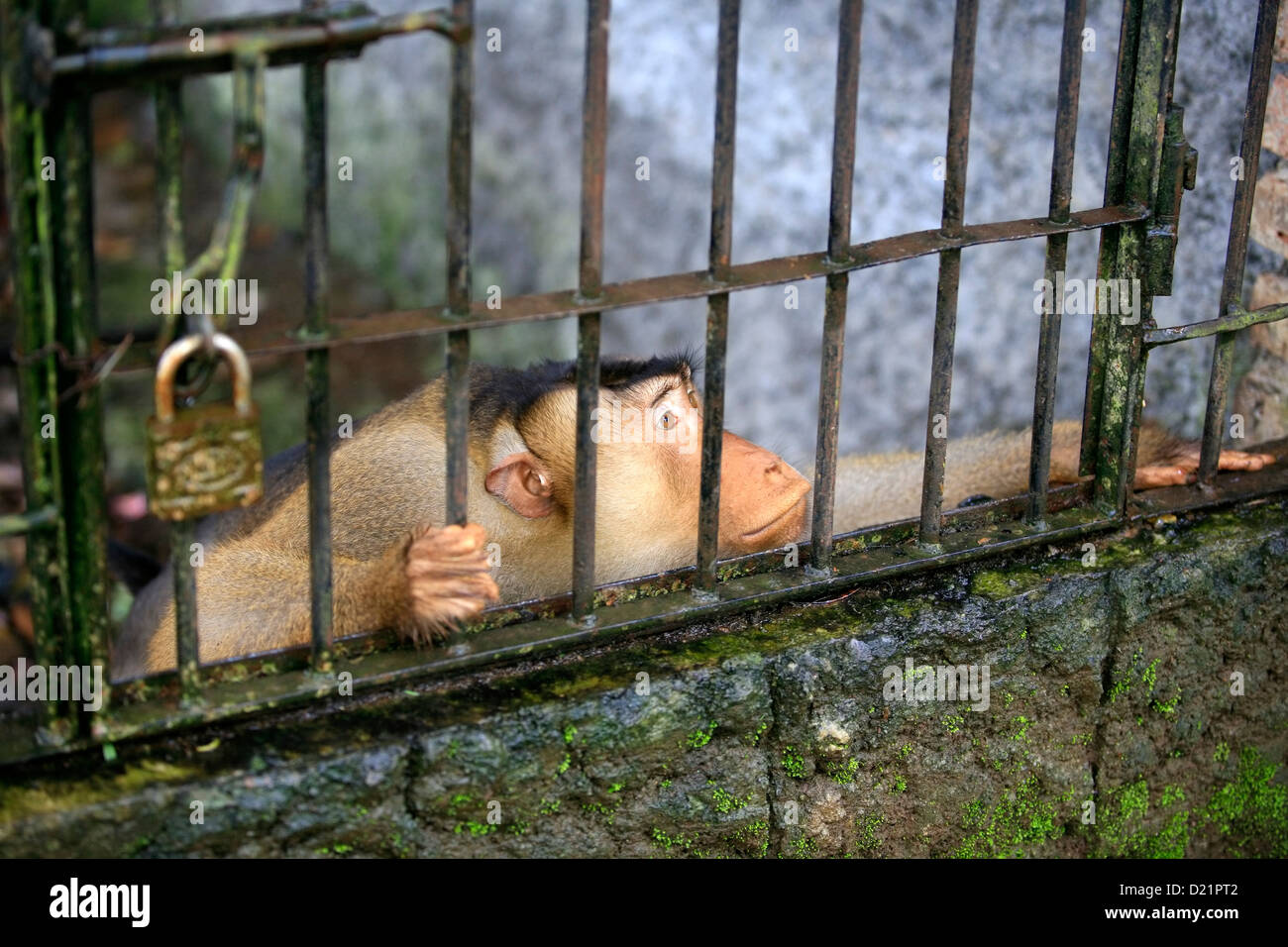 Monkey small cage hi-res stock photography and images - Alamy