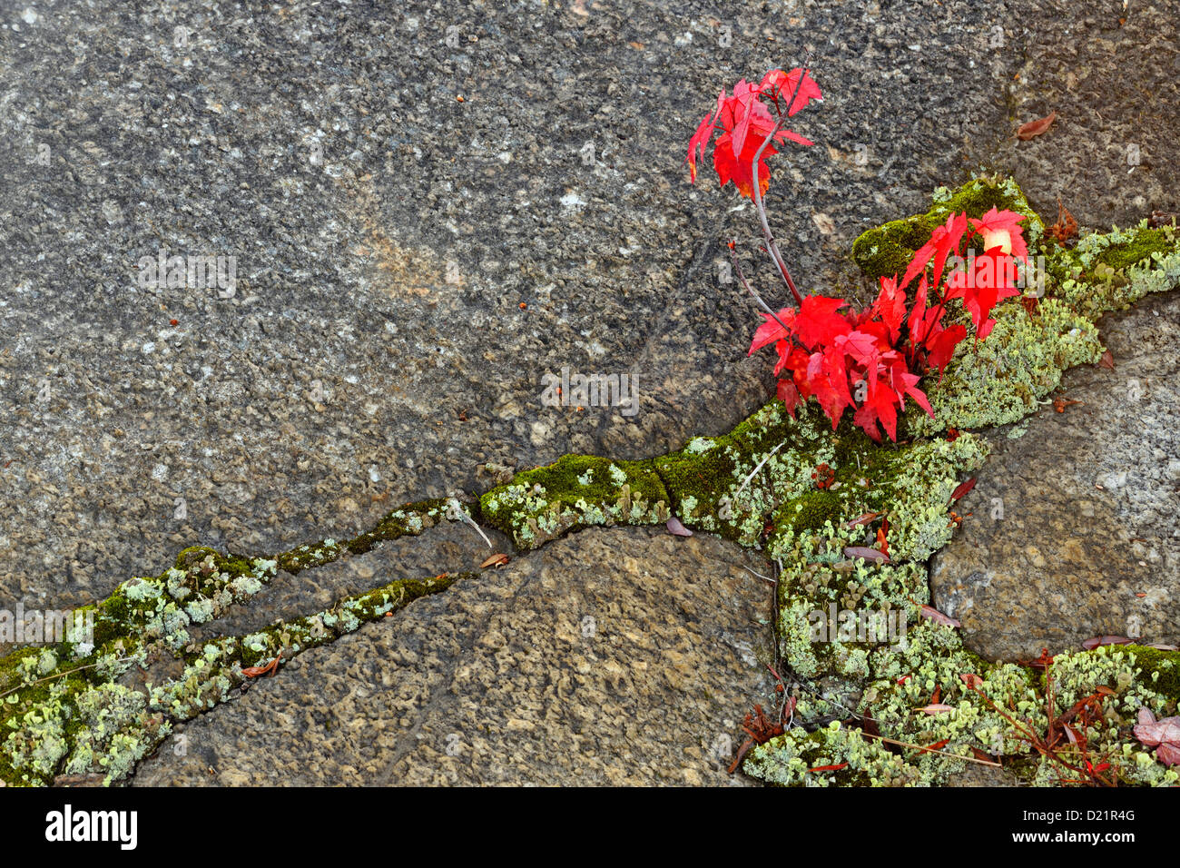 Maple tree seedling hi-res stock photography and images - Alamy