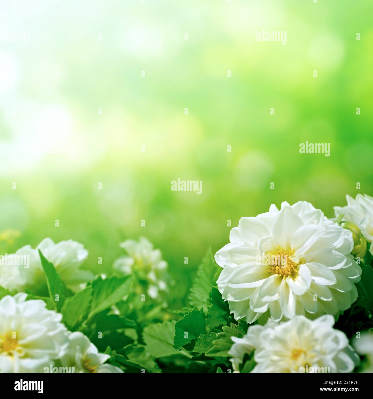 white flowers on green background Stock Photo - Alamy