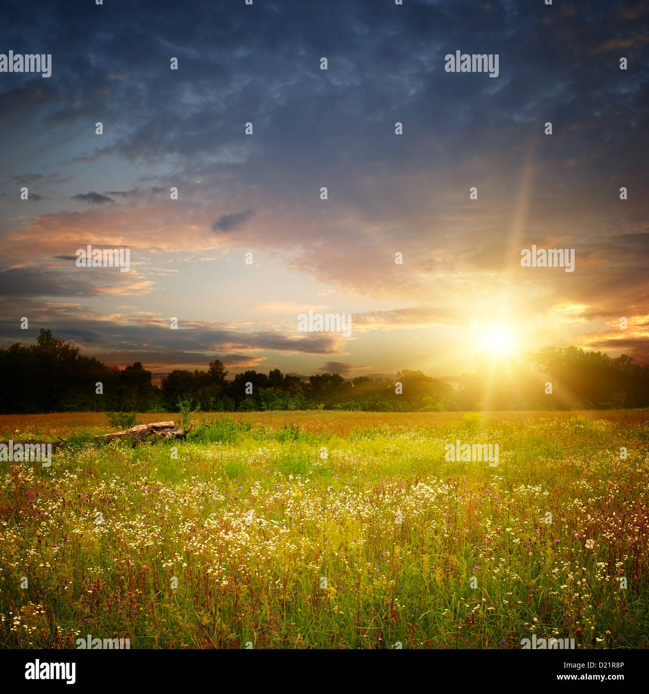 camomile field and sunset landscape Stock Photo - Alamy