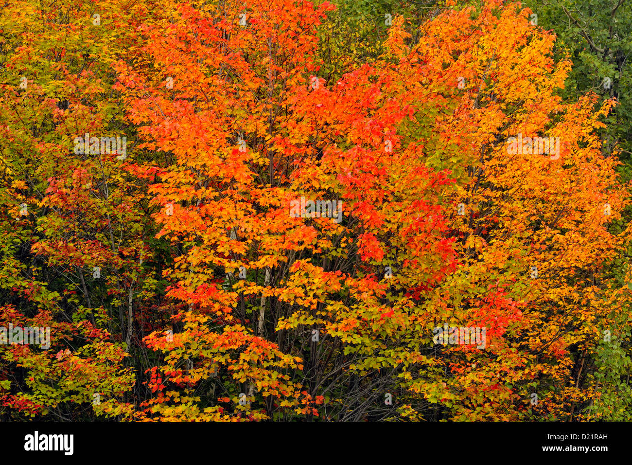 Acer rubrum red canadian maple hi-res stock photography and images - Alamy