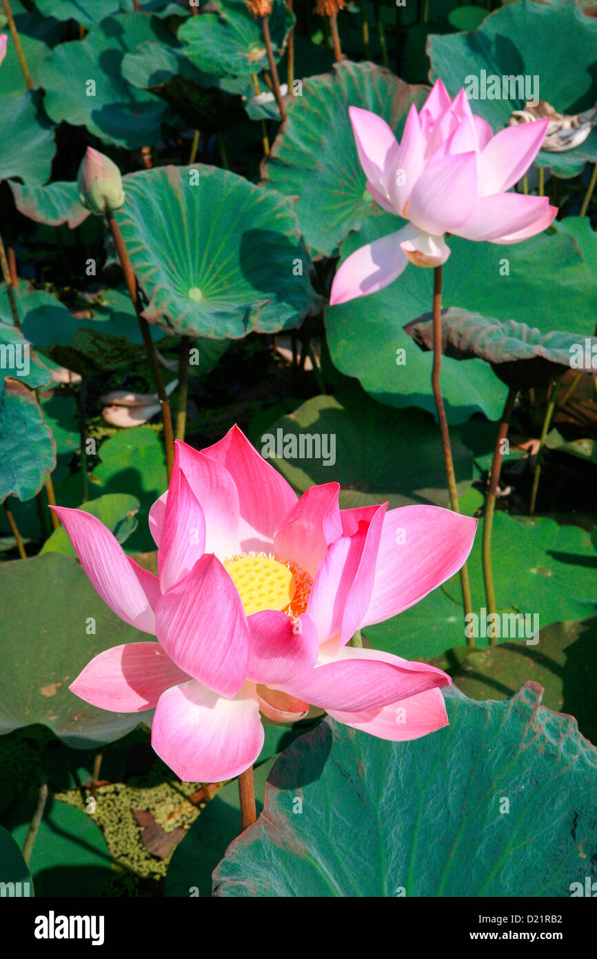Detail of a beautiful Lotus flower growing in a lake near Phnom Penh ...