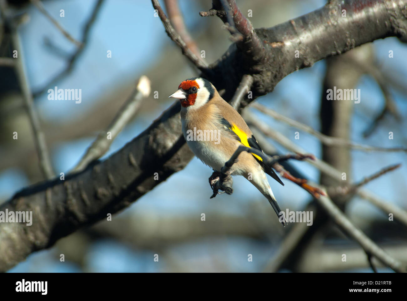 Distelfink High Resolution Stock Photography and Images - Alamy