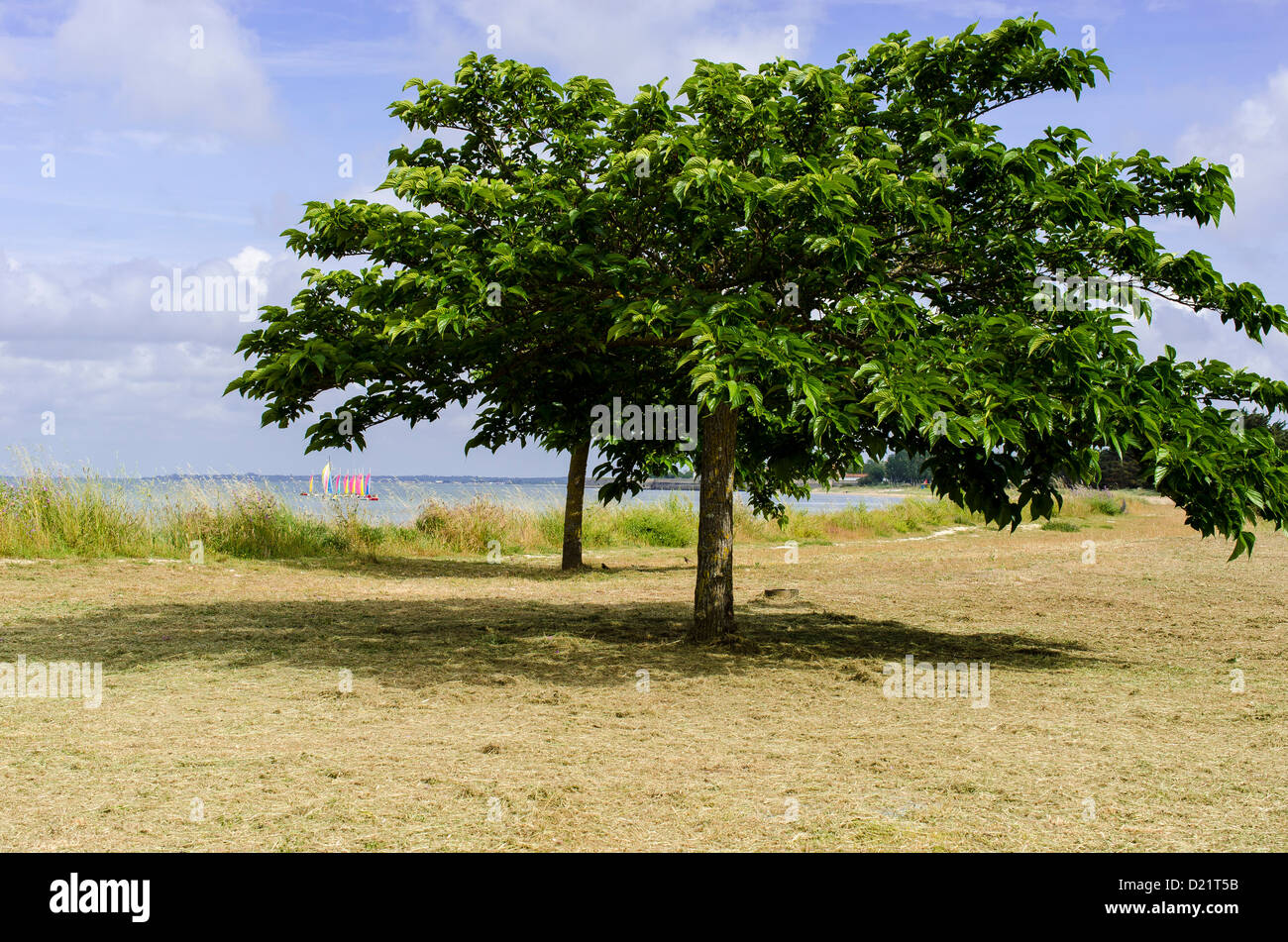 Two mulberry trees ( Morus bombycis Koidz Morus kagayamae Koidz ...