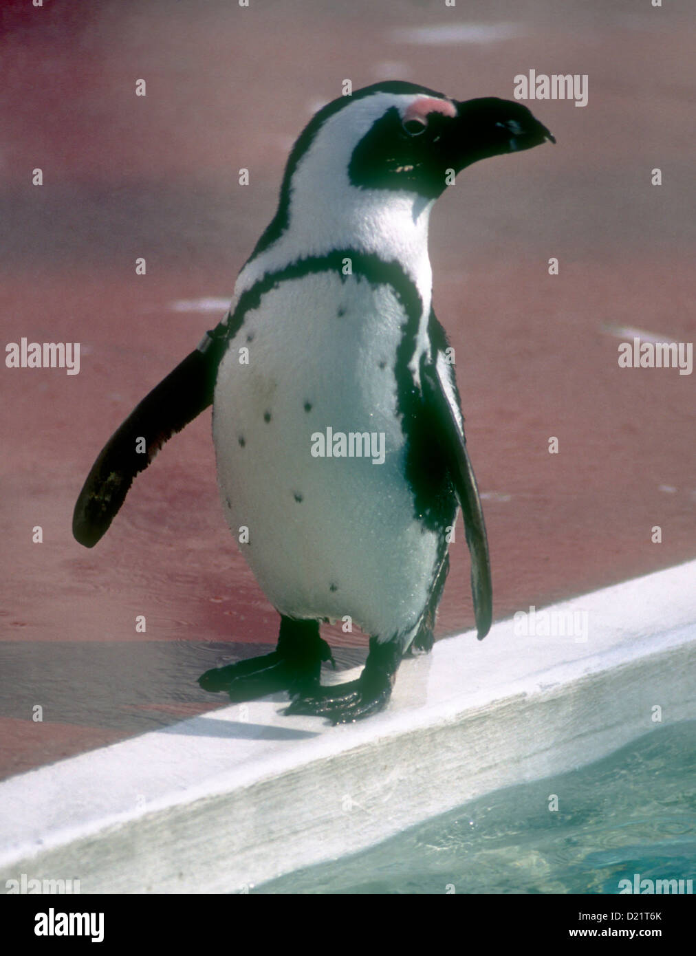 Zoo penguin pool hi-res stock photography and images - Alamy
