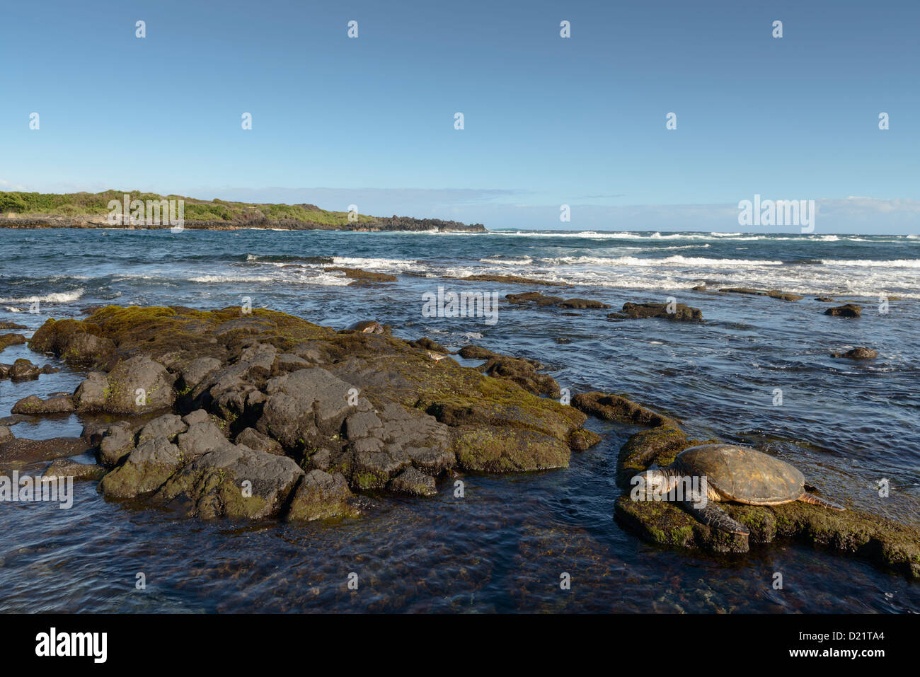 Turtle resting on a rock at Punaluu Black Sand Beach, Big Island ...