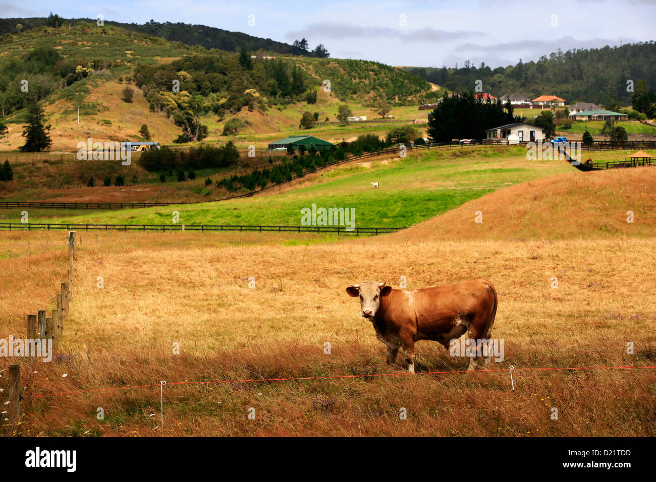 New zealand buffalo hi-res stock photography and images - Alamy