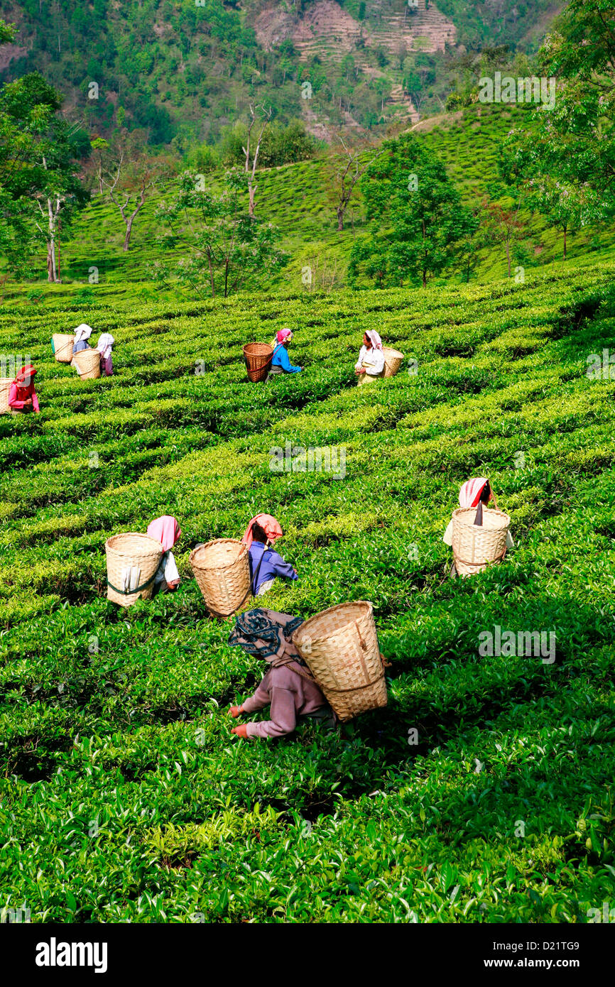 Darjeeling tea india pickers hi-res stock photography and images - Alamy