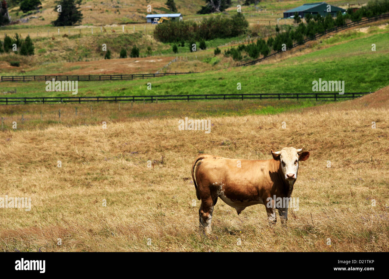 Pastoral pasture woods forest hi-res stock photography and images - Alamy