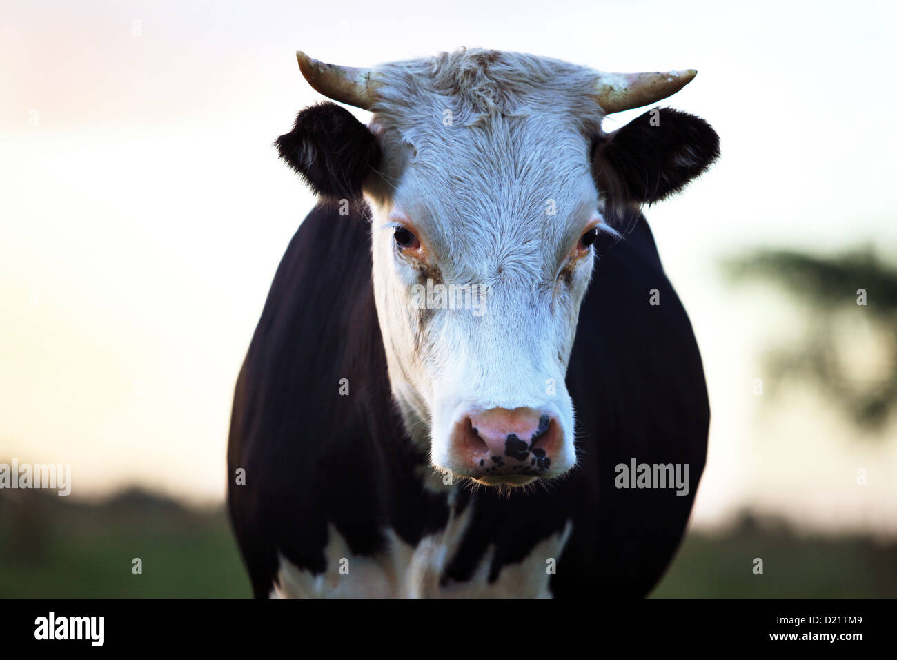 Portrait sad the cow isolated on a white background Stock Photo - Alamy