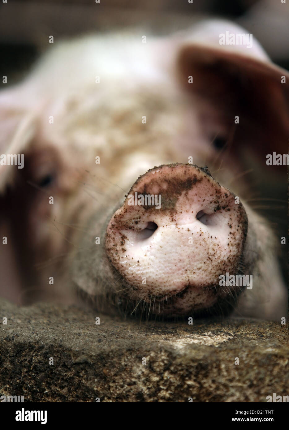Dirty the pig in a shelter close-up Stock Photo - Alamy
