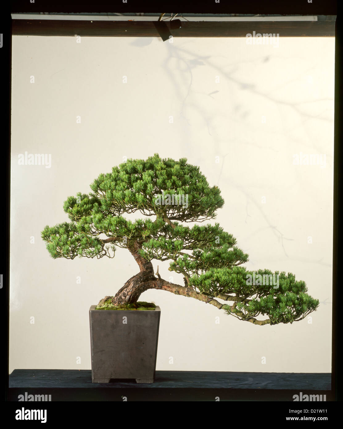 Bonzi tree hi-res stock photography and images - Alamy