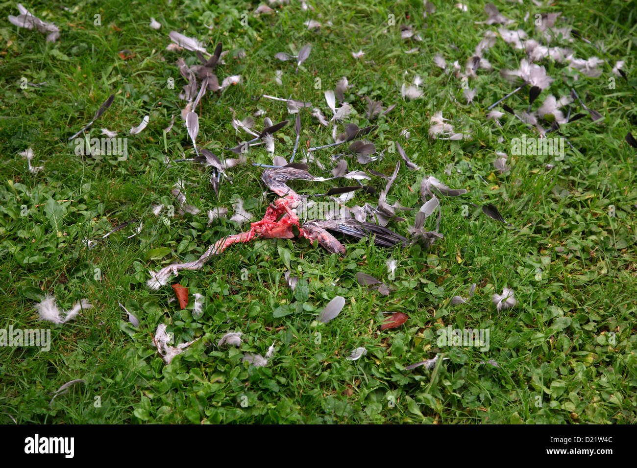 A Pigeon kill by a bird of prey - probably a sparrowhawk Stock Photo ...