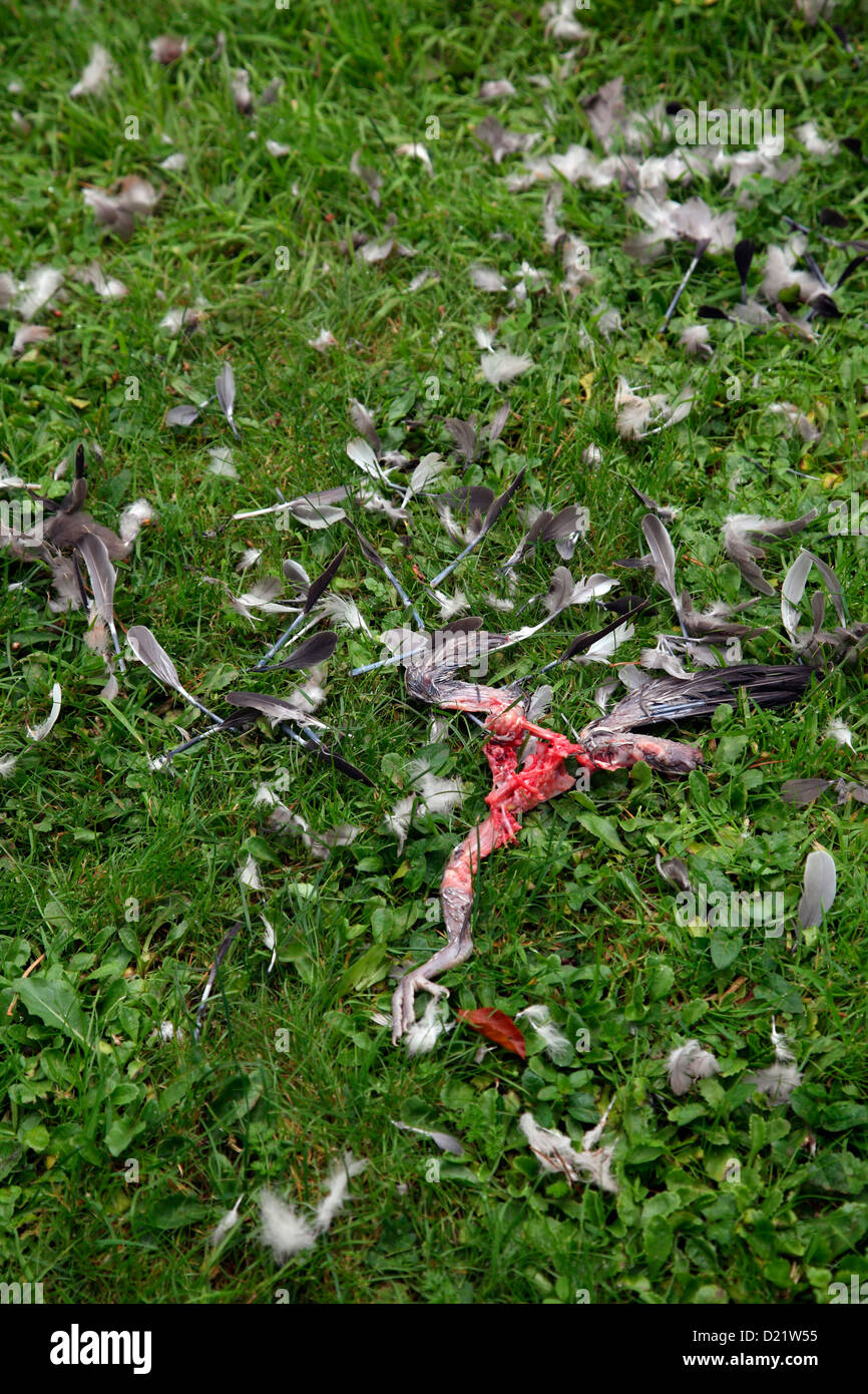 Pigeon feathers hi-res stock photography and images - Alamy