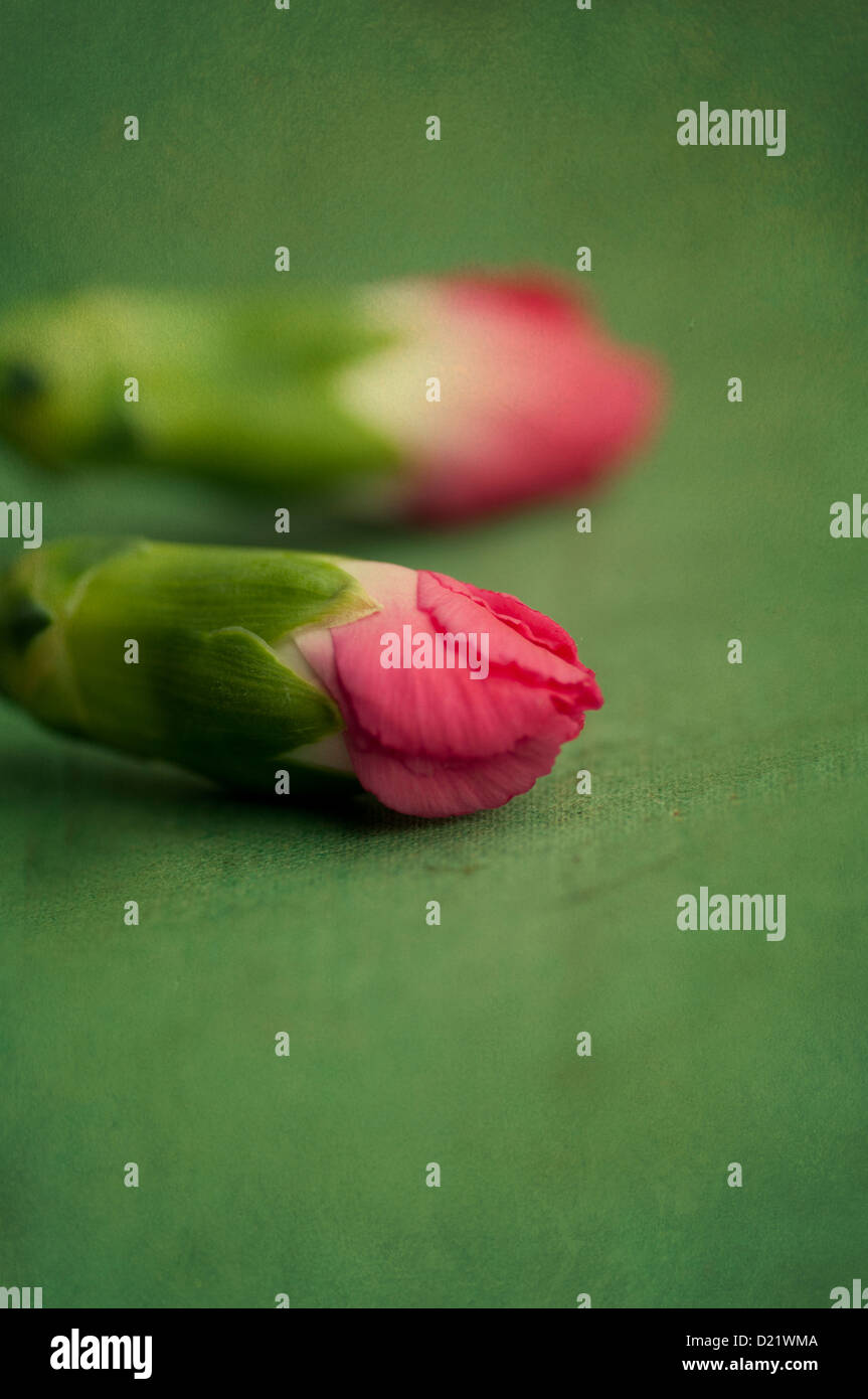 Carnations Dianthus caryophyllus bulbs Stock Photo - Alamy
