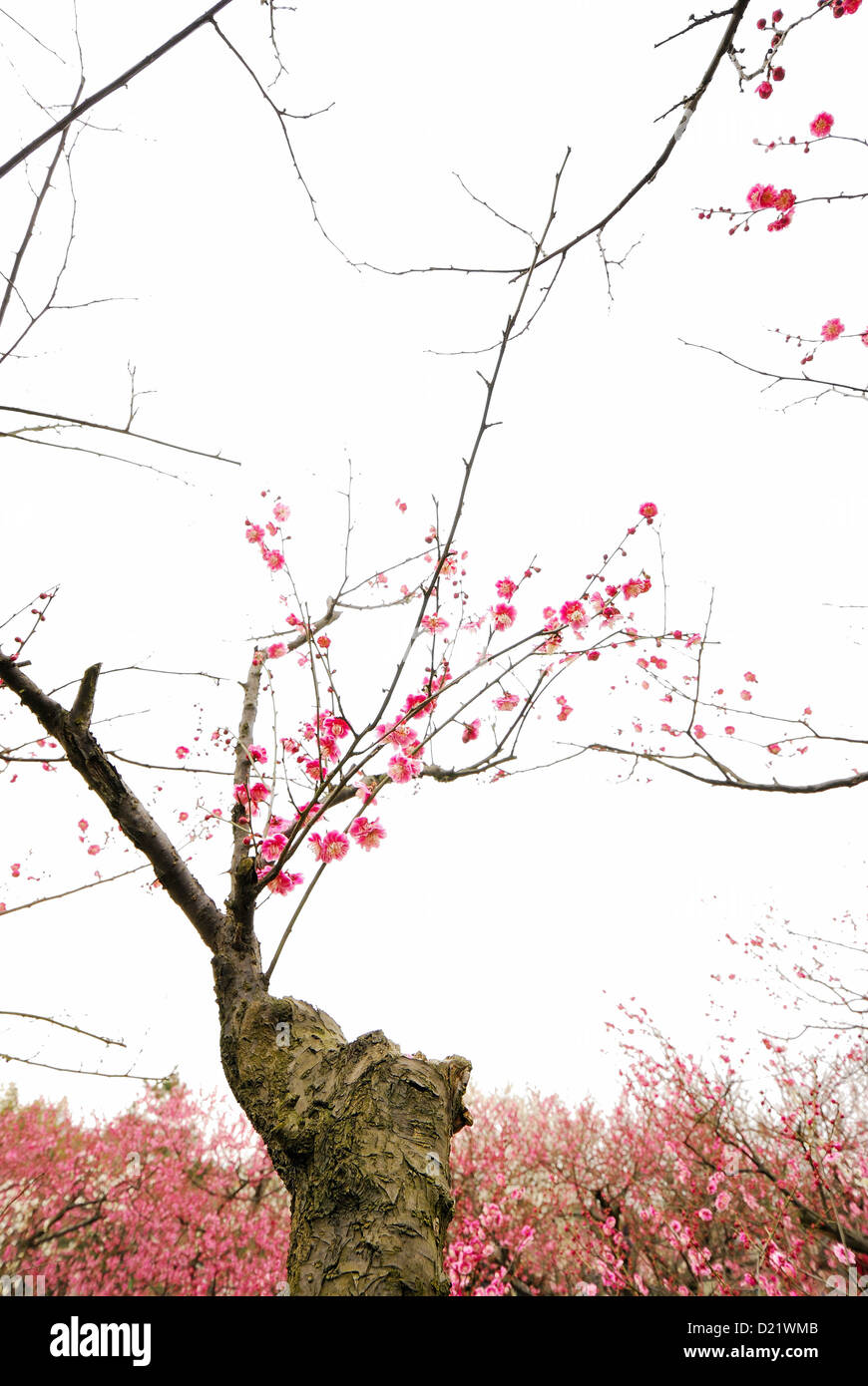 Spring scenery of Cherry Blossom surrounded by unique branches and twig ...