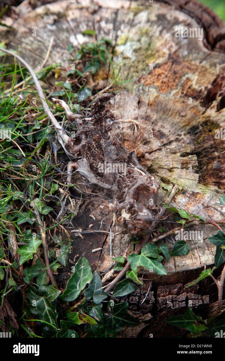 Wood Mouse corpse - Apodemus sylvaticus now totally consumed by blowfly ...