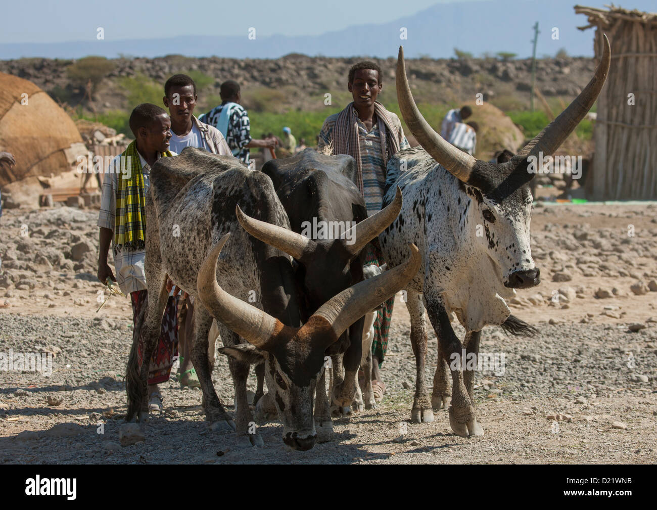 Cows With Big Horns At Market, Assaita, Afar Regional State, Ethiopia ...