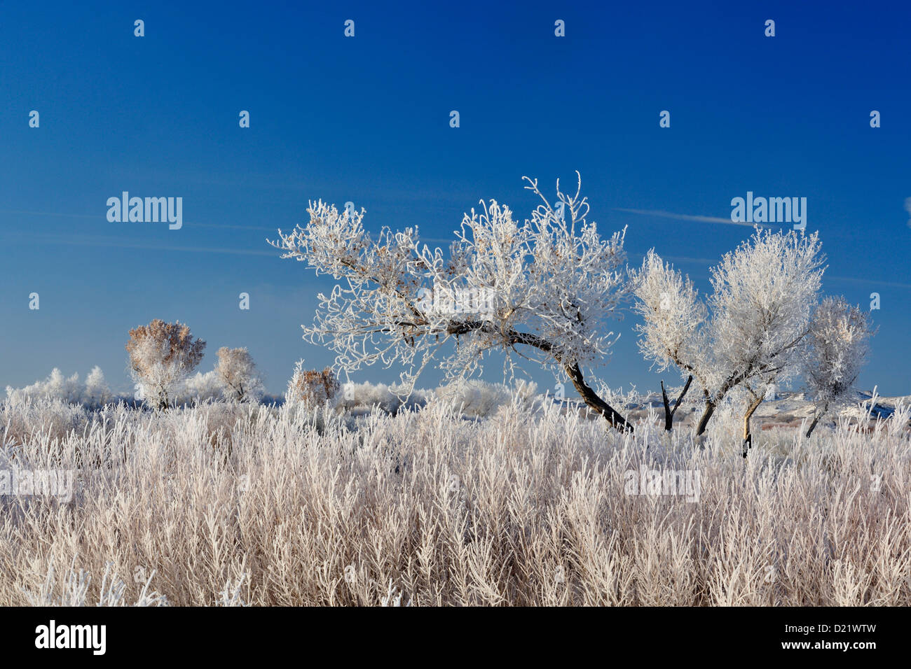 Cottonwood (Populus deltoides) trees with hoarfrost, Bosque del Apache ...