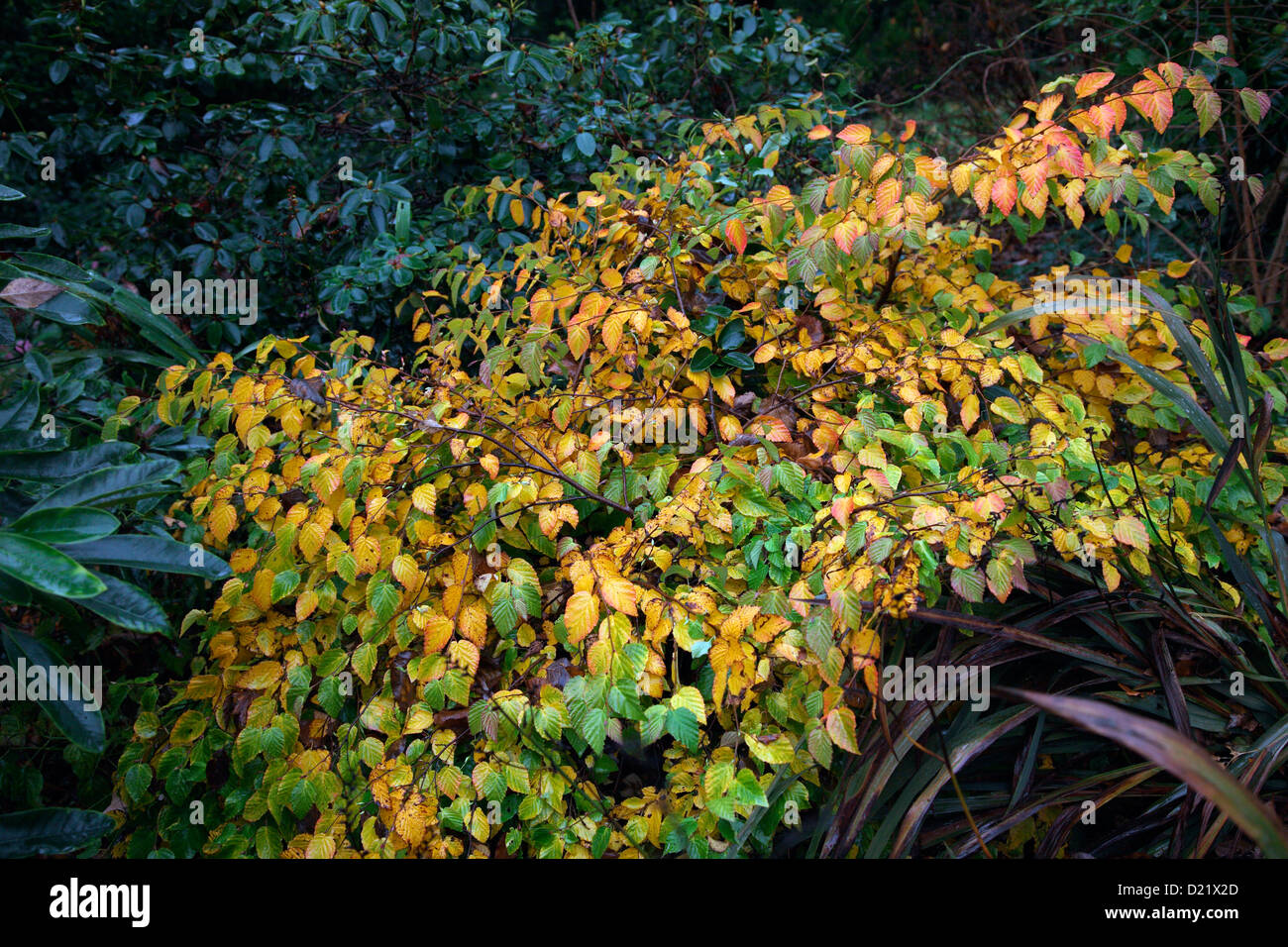 Corylopsis pauciflora AGM Stock Photo - Alamy