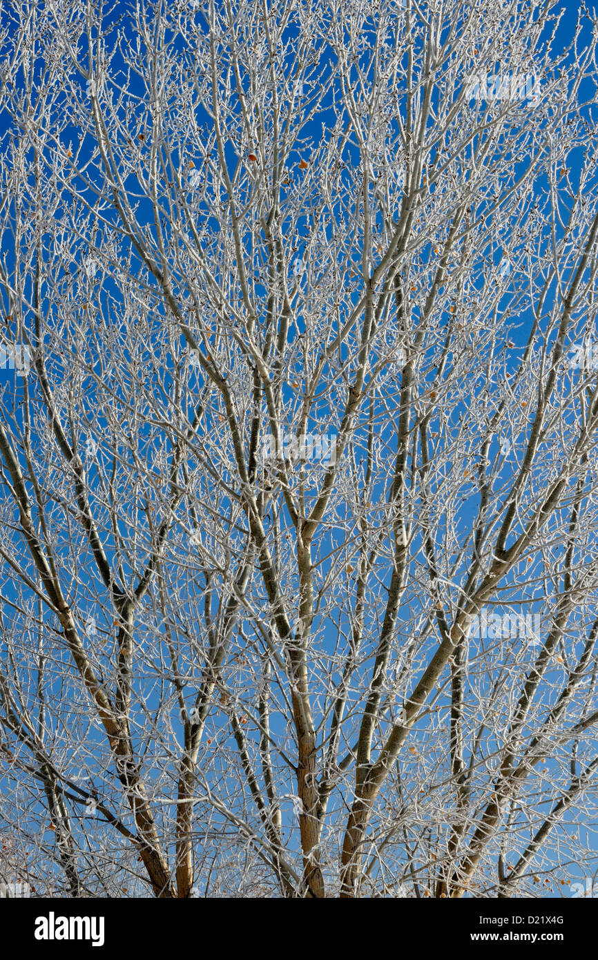 Frosted aspen tree branches, Bosque del Apache National Wildlife Refuge ...