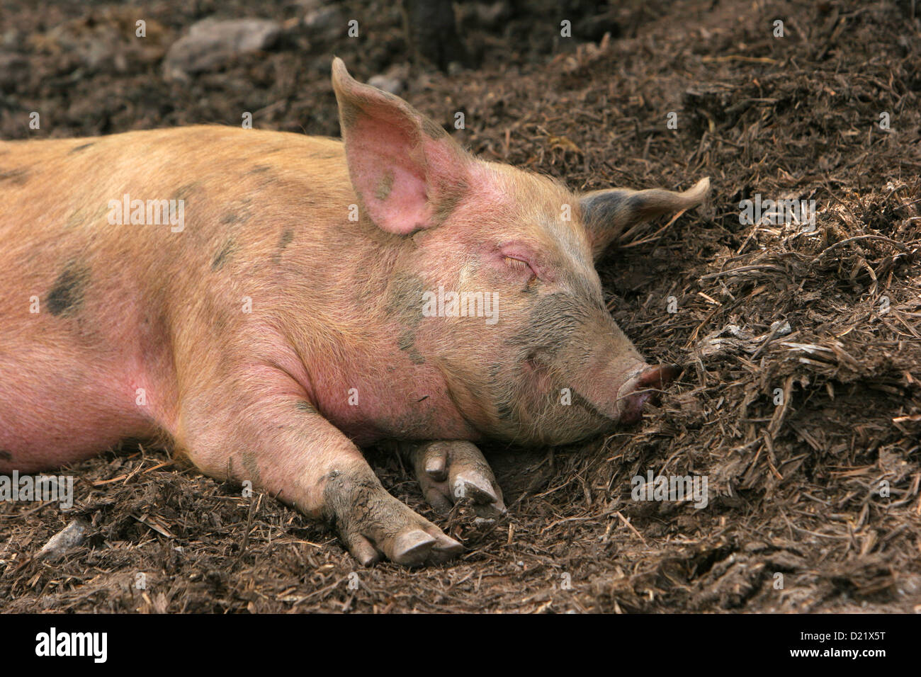 A happy sleeping pig Stock Photo - Alamy