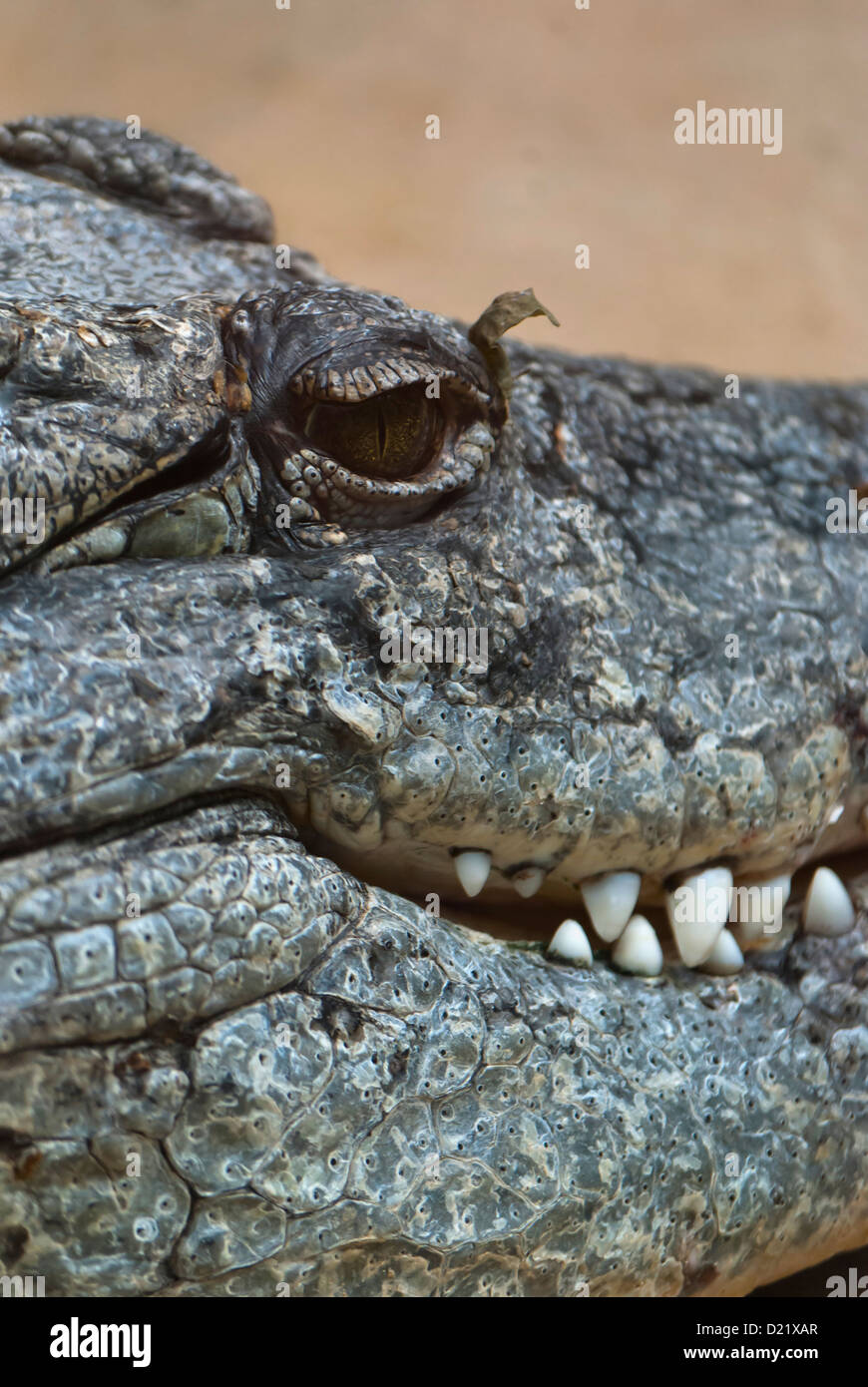 Close up of a crocodile looking into the camera Stock Photo - Alamy