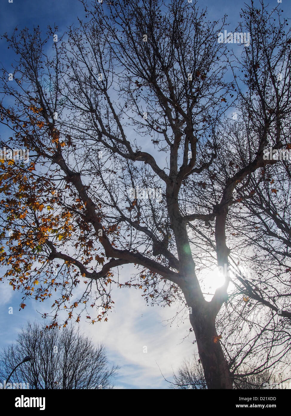 Mighty old oak trees hi-res stock photography and images - Alamy