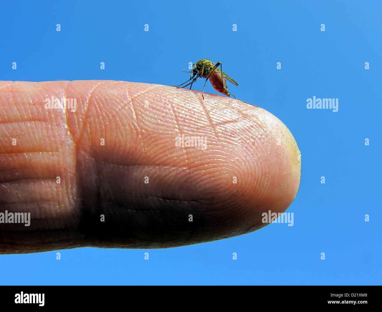 Bacterial mosquito hi-res stock photography and images - Alamy